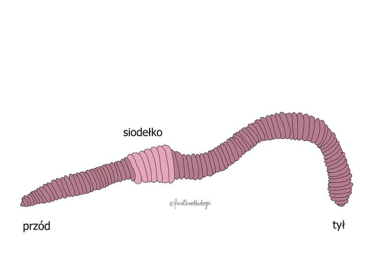 Dżdżownica – przyrodniczy gigant – Facetka od biologii